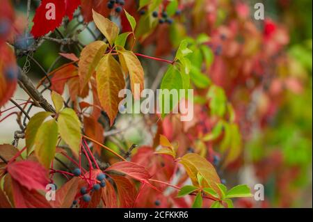 WILD grapes IN AUTUMN PILTAINED FENCE. Wild wingrad leaves in autumn ...