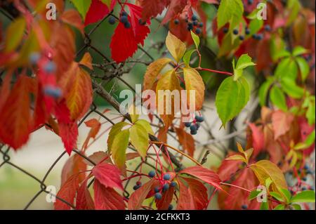 WILD grapes IN AUTUMN PILTAINED FENCE. Wild wingrad leaves in autumn ...