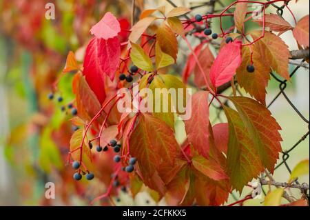 WILD grapes IN AUTUMN PILTAINED FENCE. Wild wingrad leaves in autumn ...