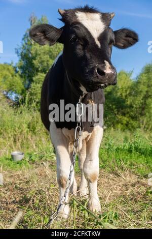 Black angus bull portrait photo, black angus bull head Stock Photo - Alamy