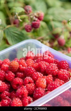 Collecting wild raspberries during summer in Scotland Stock Photo - Alamy