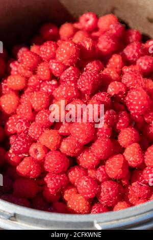 Closeup of collecting fresh wild berries Stock Photo - Alamy