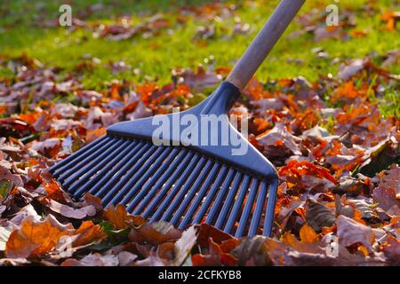 Rakes and leaves in the harsh autumn sun. Autumn garden work Stock ...