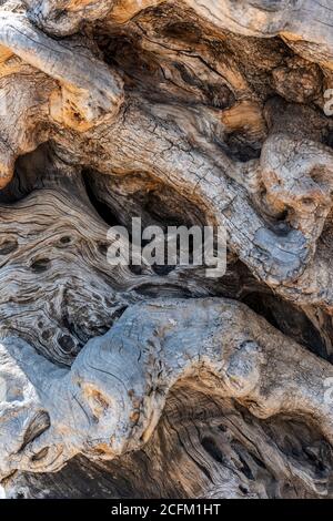 An ancient gnarly tree growing on a grassy meadow located at tollymore ...