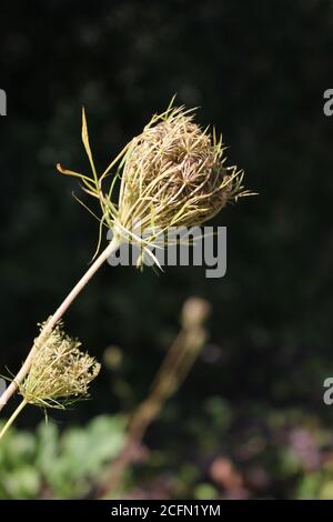 Sun dried Queen Anne's Lace wildflower on the banks of the local pond ...