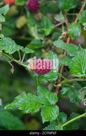 Burgundy berry of raspberry hybrid with blackberry Stock Photo - Alamy