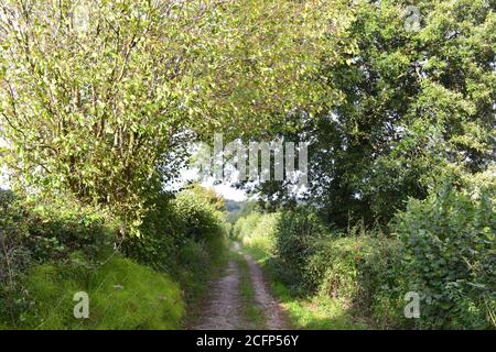 Old rustic woodland garden path made from split wooden timber logs ...
