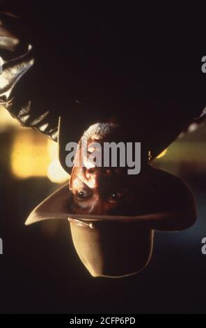 MORGAN FREEMAN, HARD RAIN, 1998 Stock Photo - Alamy