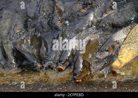 carp fishes are hungry (traditional czech christmas food Stock Photo ...
