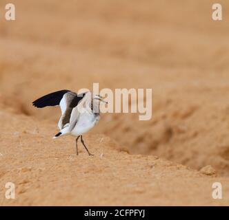Sociable Lapwing (Vanellus gregarius) on ground, Bikaner, Rajasthan ...