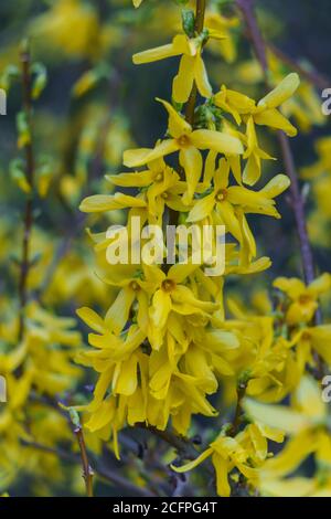 Bright yellow Forsythia flowers in early spring Stock Photo - Alamy
