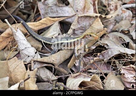 Wide-tailed Zonosaur (Zonosaurus laticaudatus), also known as western ...