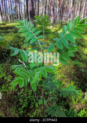 young foliage of mountain ash on the background of the blue sky, a tree ...