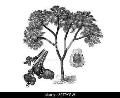 19th century illustration of hyphaene thebaica, known as doum palm ...