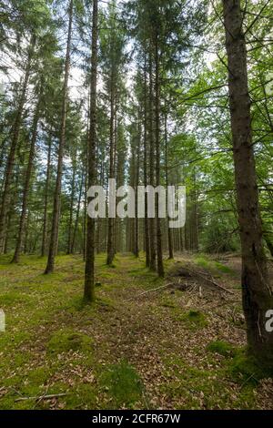 Rows of trees in a wood: CopySpace Stock Photo - Alamy