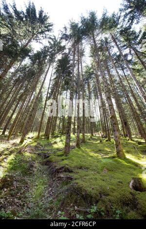 Rows of trees in a wood: CopySpace Stock Photo - Alamy