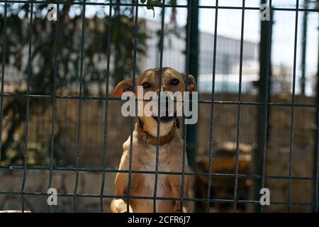 Dog in a cage on blurred background Stock Photo - Alamy