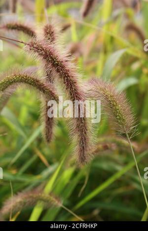 Wild wheat growing on lush green background in springtime in Israel ...