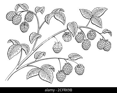 Black Raspberry Clip Art