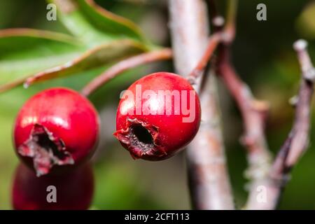 Ripe juicy fruits of hawthorn, close-up. Harvesting Stock Photo - Alamy