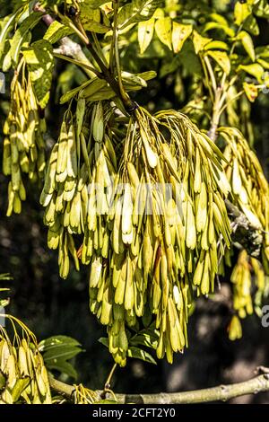 Seeds or fruit of an ash tree, Fraxinus excelsior, known as keys Stock ...