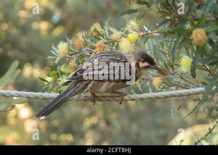 red wattlebird in perth in australia Stock Photo - Alamy