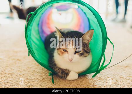 Calico Cat Framed and Alert in Cat Tunnel Toy Stock Photo - Alamy