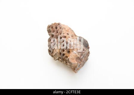 detail of coelenterata anthozoa fossil isolated over white background ...