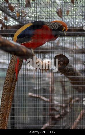 Exotic golden pheasant with a long tail standing inside an aviary ...