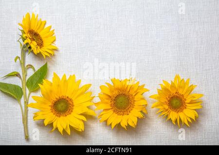 Beautifully laid out flowers of a sunflower, layout there is a place ...