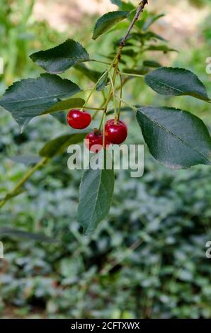 Appetizing Fresh Morello Cherries in white bowl on wooden table top ...