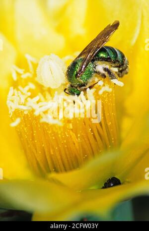Brown-winged Striped-Sweat bee, Agapostemon splendens, foraging on ...