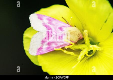 Pink primrose moth and evening primrose blossom Stock Photo - Alamy