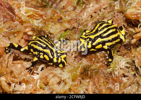 Southern corroboree frog (Pseudophryne corroboree Stock Photo - Alamy