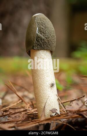 Phallic shaped mushroom Stock Photo - Alamy