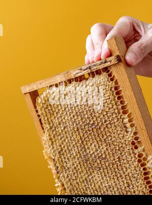 Beekeeper holds honeycomb sweet nectar filled with bees at clear sunny ...