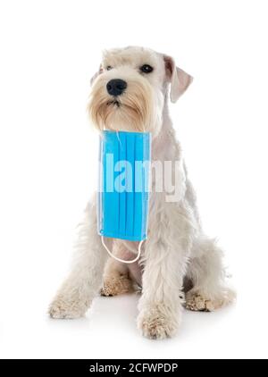miniature schnauzer and mask in front of white background Stock Photo ...