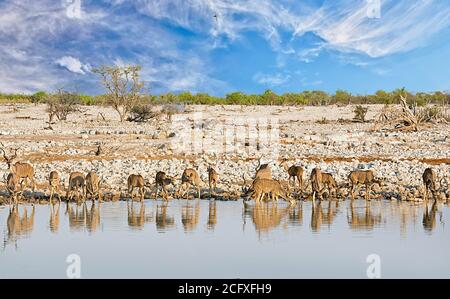 A group of deer in the Safari in Etosha National Park, Namibia Stock ...