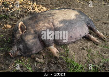 PIG LYING DOWN Stock Photo - Alamy