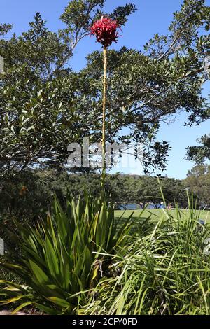 Doryanthes excelsa, commonly known as the Gymea Lily, is a large ...
