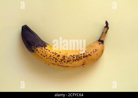 Single over ripe banana in skin going black at one end isolated on pale ...