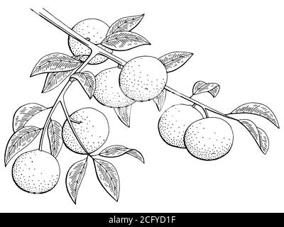 Mandarin fruit graphic black white isolated sketch illustration vector ...