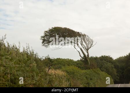 Windswept tree, Totnes, Devon, England, United Kingdom Stock Photo - Alamy