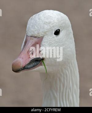 Greater Snow Goose (chen caerulescens atlanticus Stock Photo - Alamy