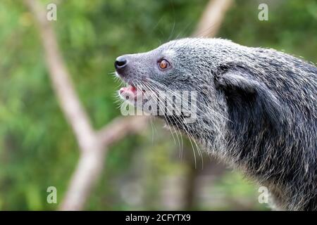 Close-up of a bearcat (Arctictis binturong), during an animal encounter ...