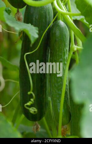Close-up of ripening Merlin Cucumbers / Cucumis sativus Stock Photo - Alamy