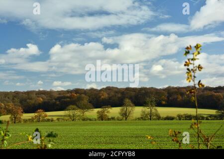 EPPING FOREST IN AUTUMN UK Stock Photo - Alamy