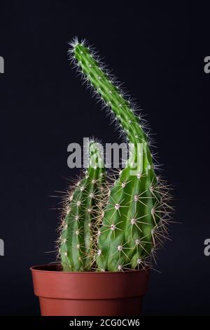 Etiolated cactus. Plant growing in partial or complete absence of light ...