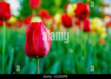 Tulip flowers meadow, selective focus. Spring nature background for web ...
