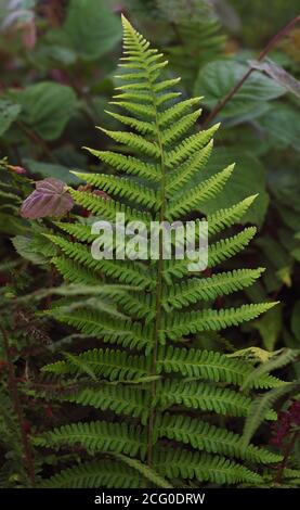 Vertical shot of green fern leaves on a blurred background Stock Photo ...